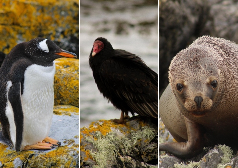 Why Working In The Falkland Islands Wasn't What I Expected ...